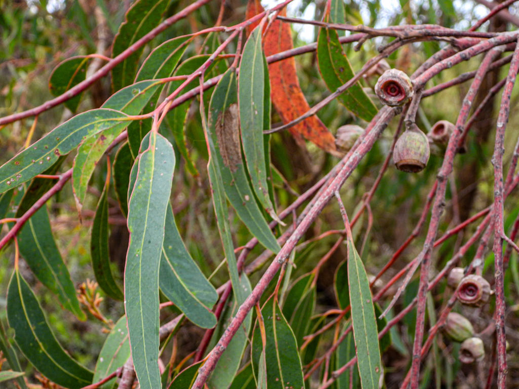 Needlebark Stringybark (Eucalyptus planchoniana) - Botanical Realm