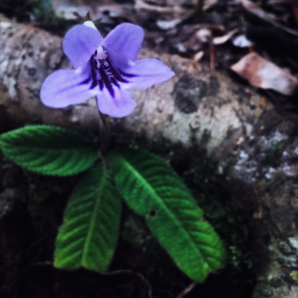 gesneria family (Gesneriaceae) - Botanical Realm