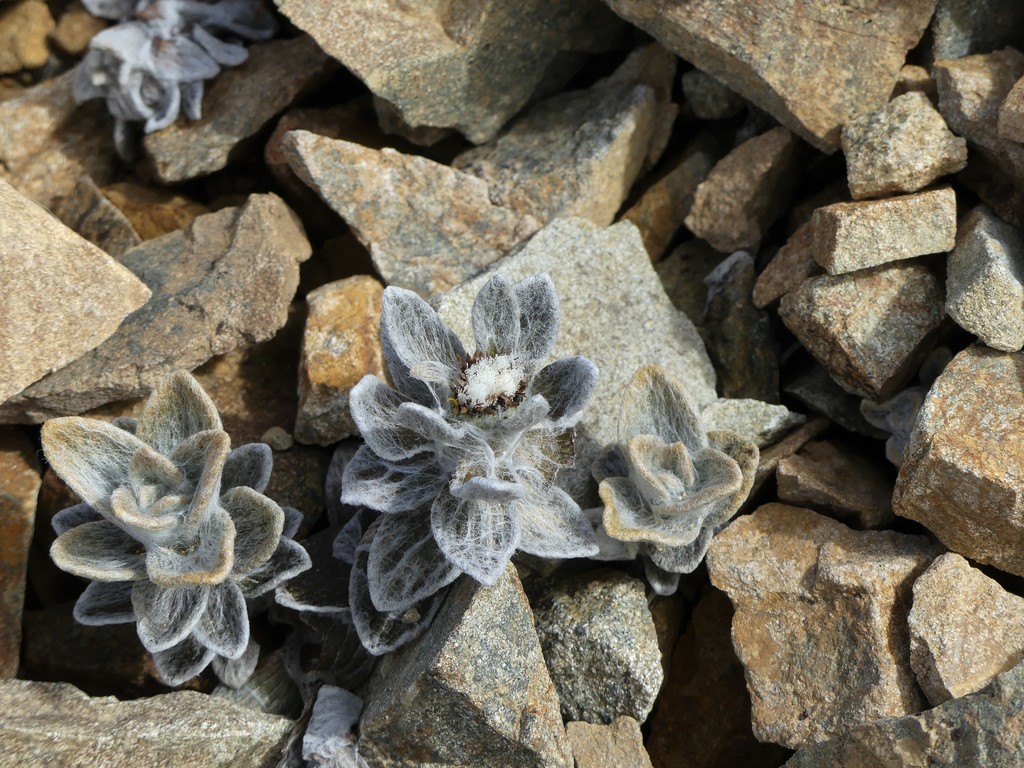 Haastia sinclairii from Tasman District, Tasman, New Zealand on January ...