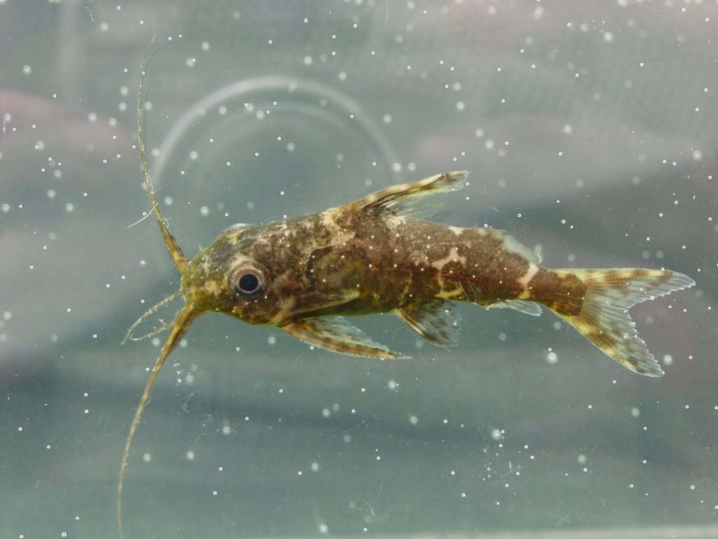 Upside-down Catfish (Synodontis nigriventris) - Marine Life Identification