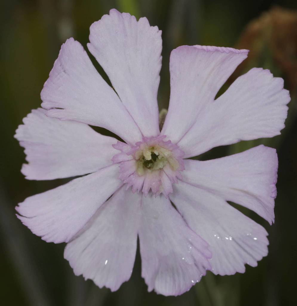 Tall Catchfly from West Coast DC, Südafrika on September 16, 2016 at 10 ...