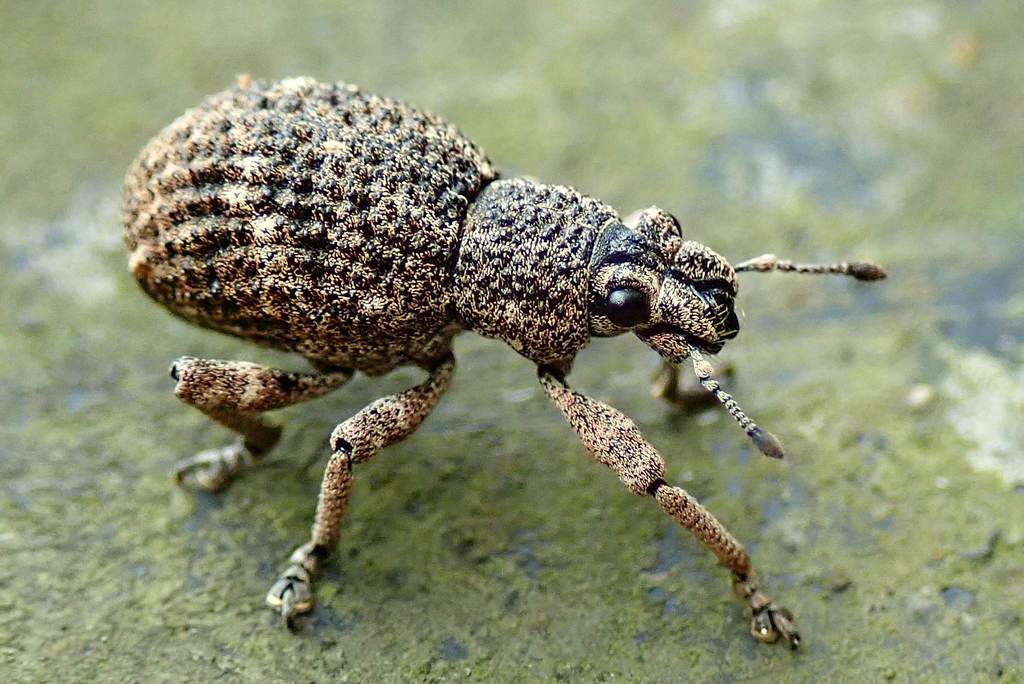 Blosyrus herthus from 香港 on June 5, 2021 at 12:18 PM by Kit Law ...