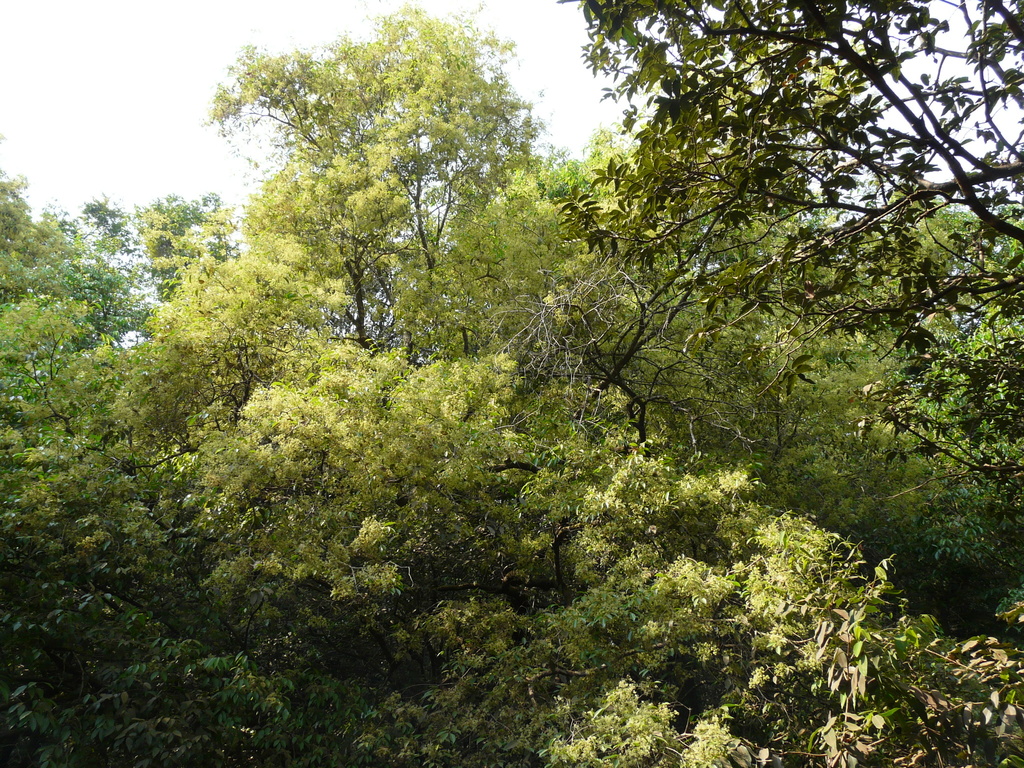 Olea dioica from Matheran, Maharashtra on February 18, 2009 at 02:59 PM ...