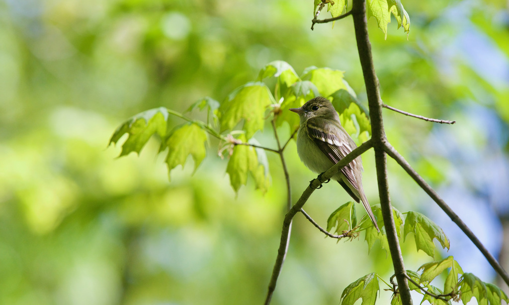 Acadian Flycatcher from 9877 Alabama Ave SW, Wilmot, OH 44689, USA on ...