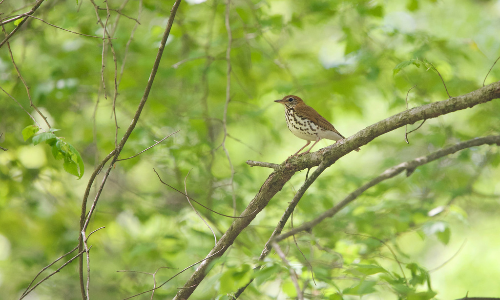 Wood Thrush from 9877 Alabama Ave SW, Wilmot, OH 44689, USA on May 15 ...