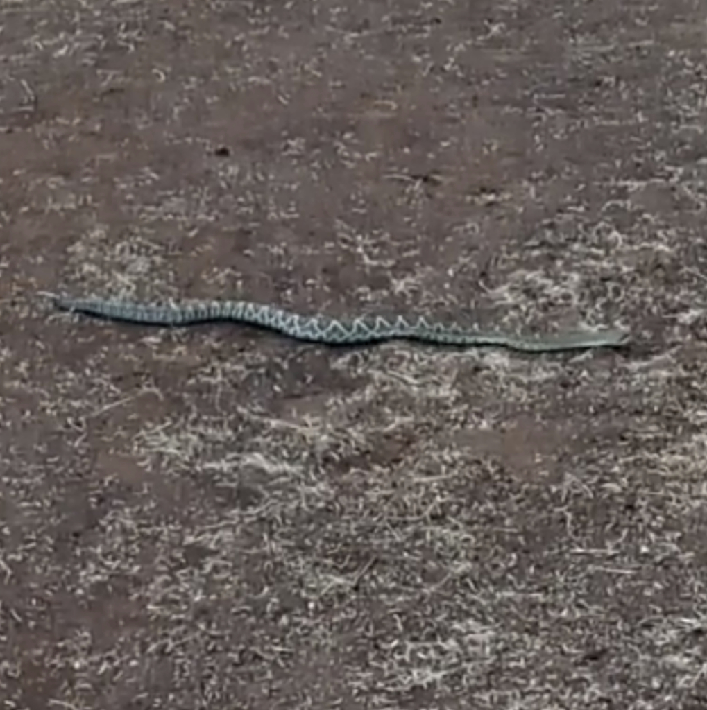 Basilisk Rattlesnake from La Piedad, Mich., México on June 5, 2021 at ...