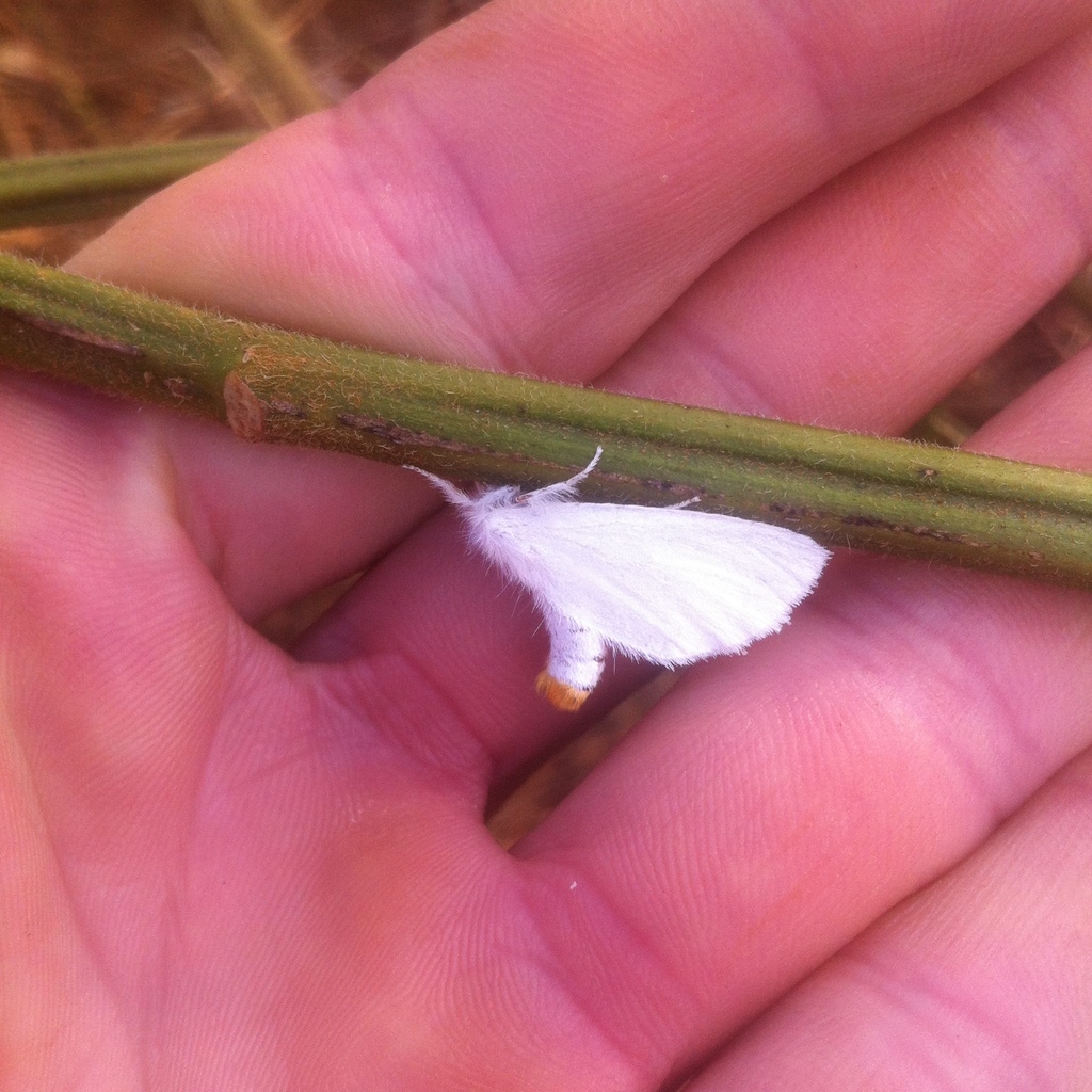Swan Moth from Alaotra-Mangoro, Madagascar on July 11, 2018 at 08:25 AM ...
