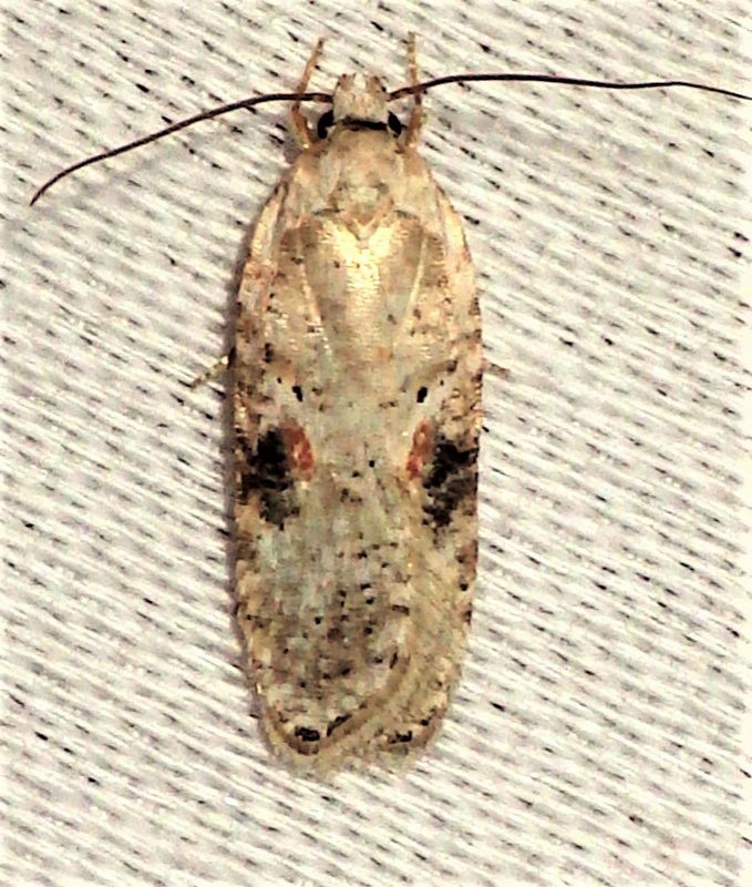 Poison hemlock moth from 5373 Fitzgerald Rd, Burdett, NY 14818, USA on ...