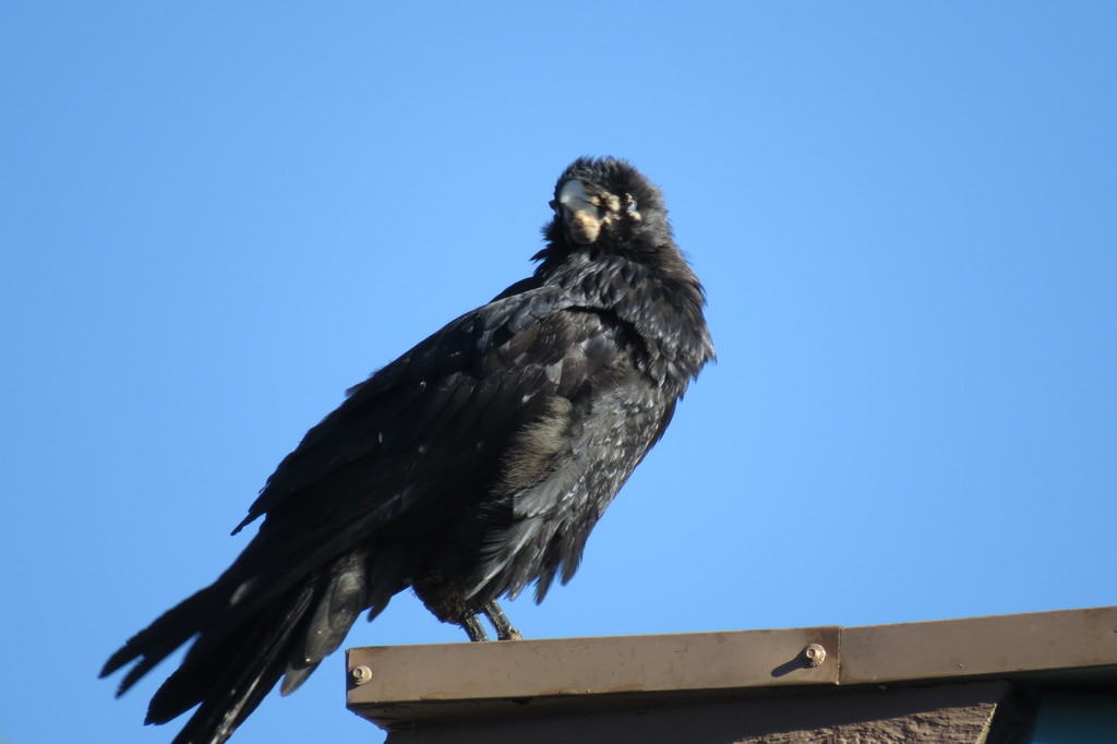 Common Raven from Estes Park, CO 80517, USA on September 10, 2016 at 09 ...