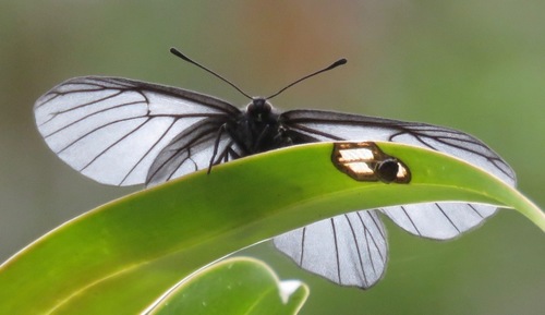 Genus Styx · iNaturalist