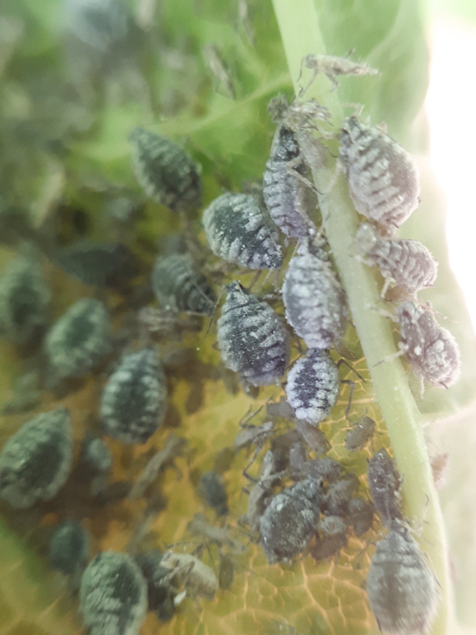 Rhopalosiphum padi (Linnaeus, 1758)