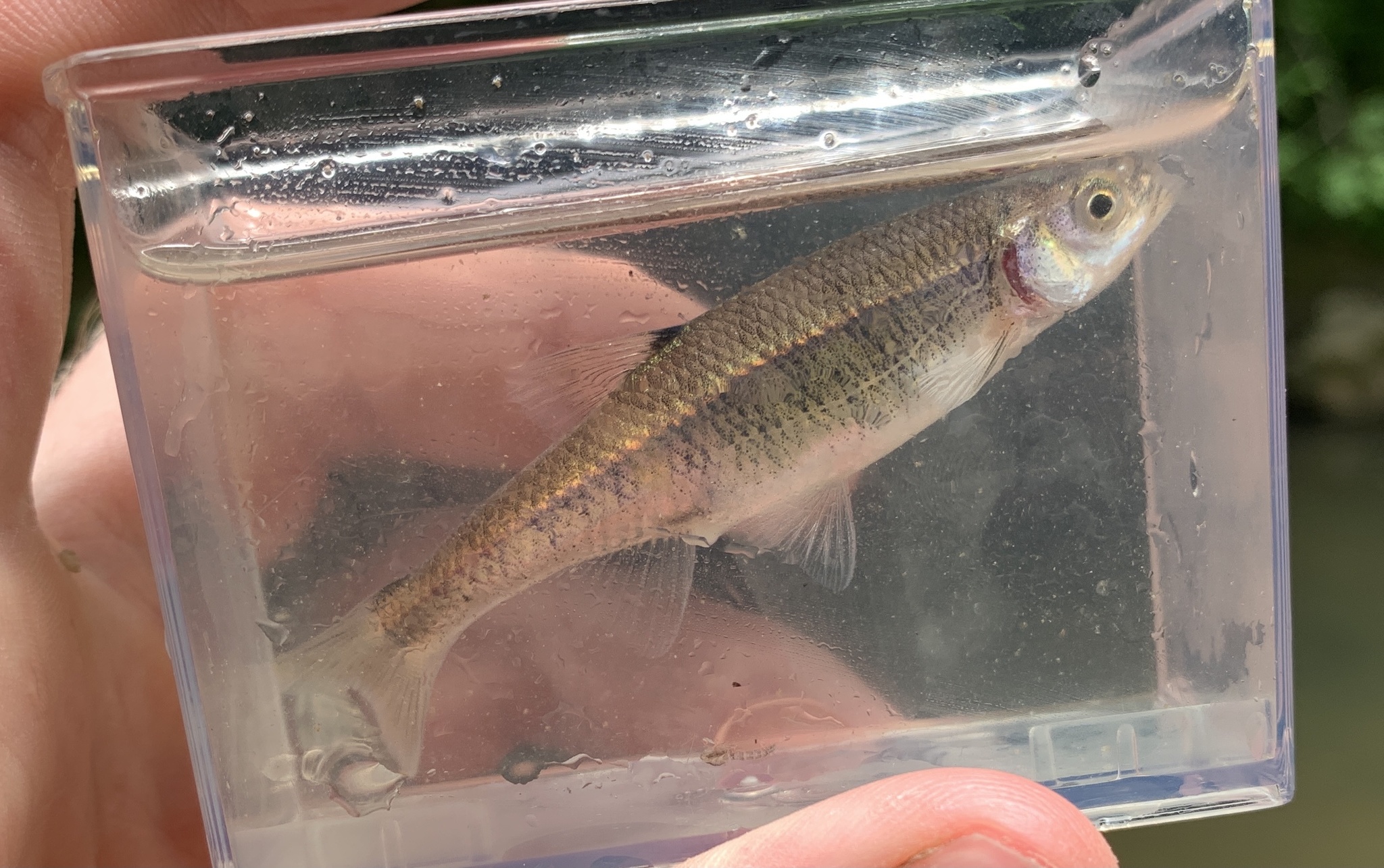 Lythrurus fasciolaris (Gilbert, 1891)