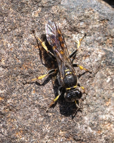 Crossocerus dimidiatus · iNaturalist