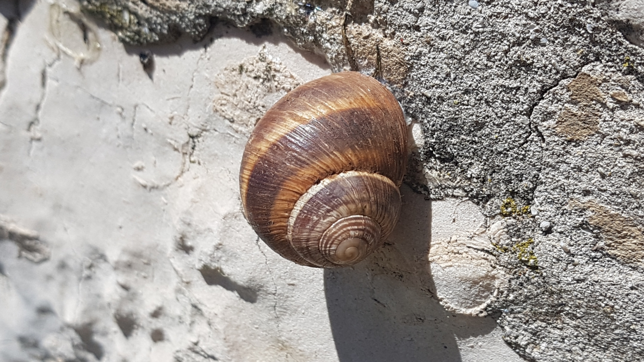 Helix cincta O.F.Müller, 1774
