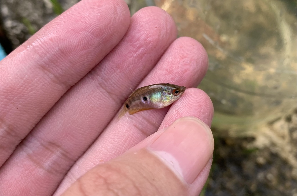 three spot gourami from Jalan Puchong-Dengkil, Cyberjaya, Selangor, MY ...