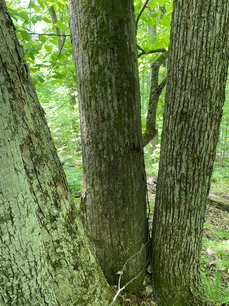 basswood from Essex County, NY, USA on June 5, 2021 at 10:42 AM by ...