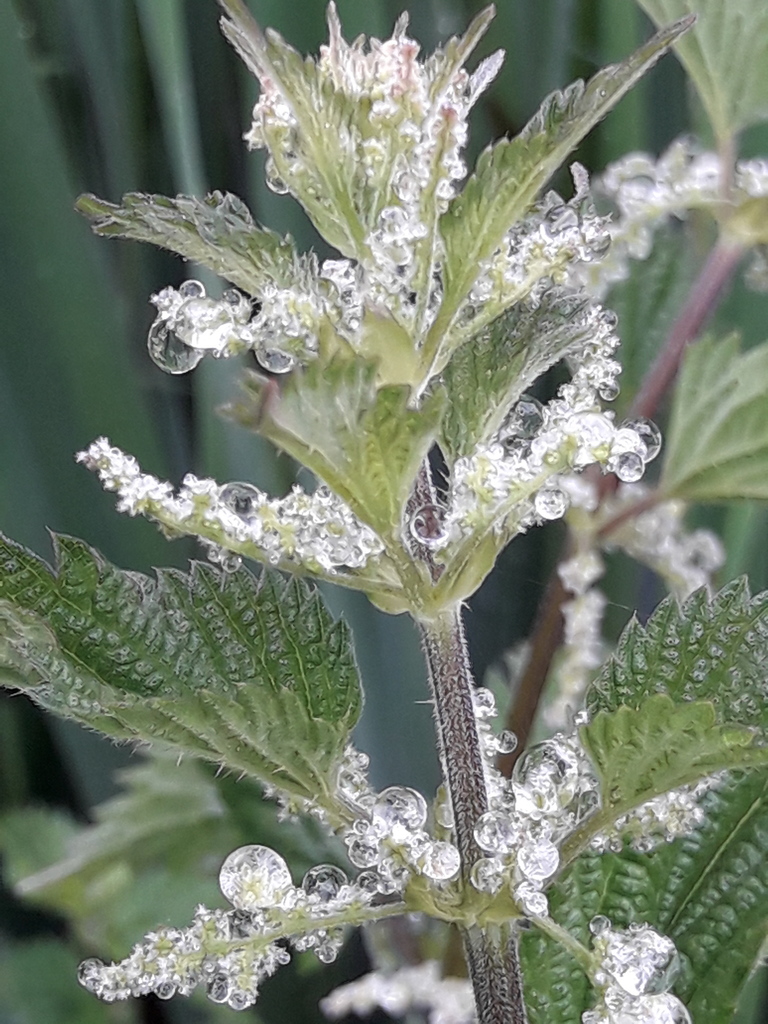 great stinging nettle from Wolverhampton, UK on June 6, 2021 at 11:55 ...
