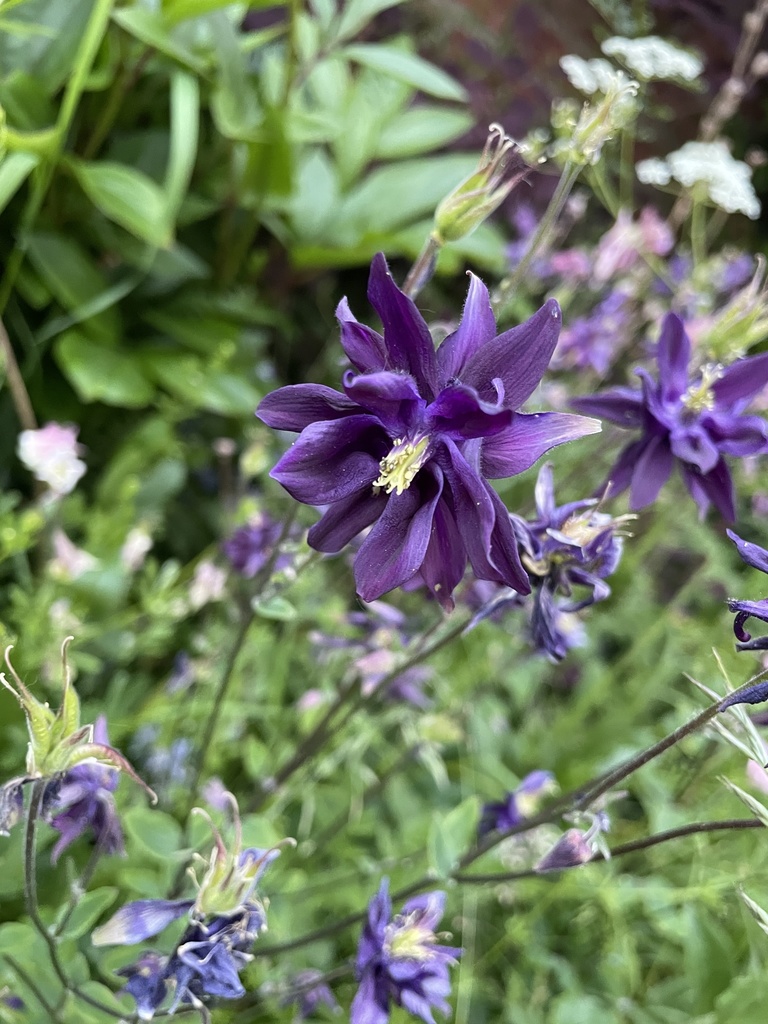 common columbine from Willow Grove, York, England, GB on June 5, 2021 ...