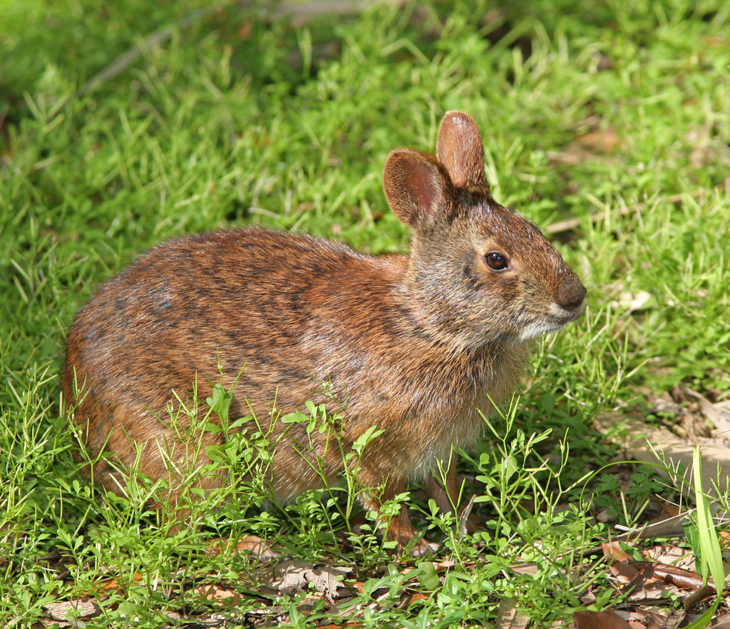 Marsh Rabbit (Mammals of Alabama) · iNaturalist