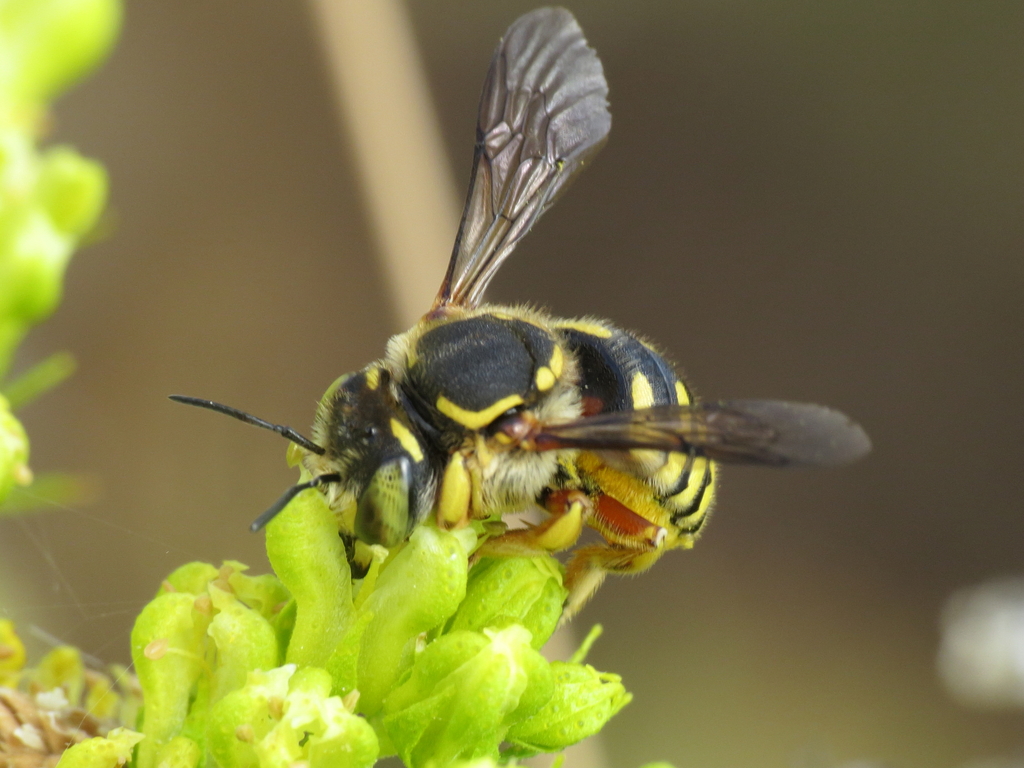 Lot's Woolcarder from Granada, Spain on July 13, 2018 at 04:37 PM by ...