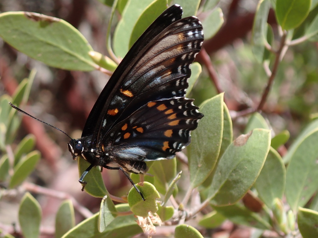 Arizona Red-spotted Purple from Yavapai County, AZ, USA on May 3, 2021 ...