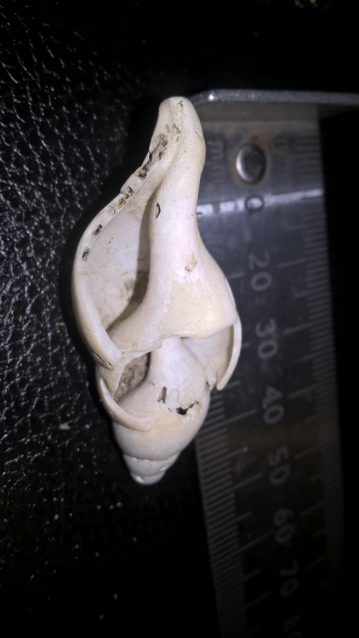 Colus gracilis (da Costa, 1778)