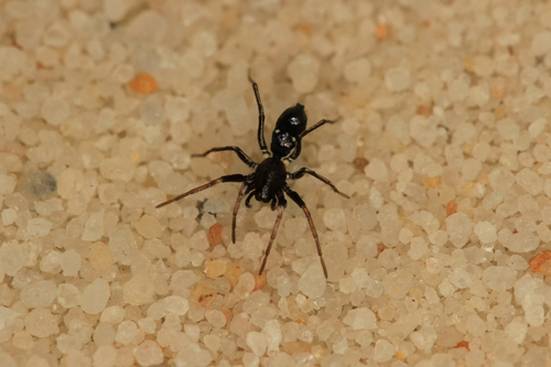 Micaria tersissima · iNaturalist