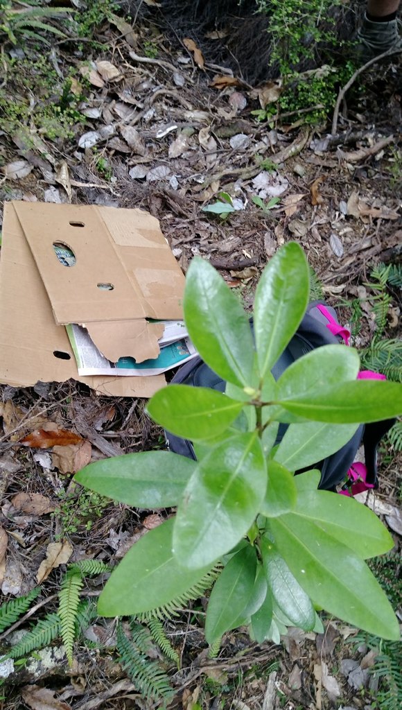 Tawapou from Great Barrier Island, New Zealand on December 17, 2017 at ...