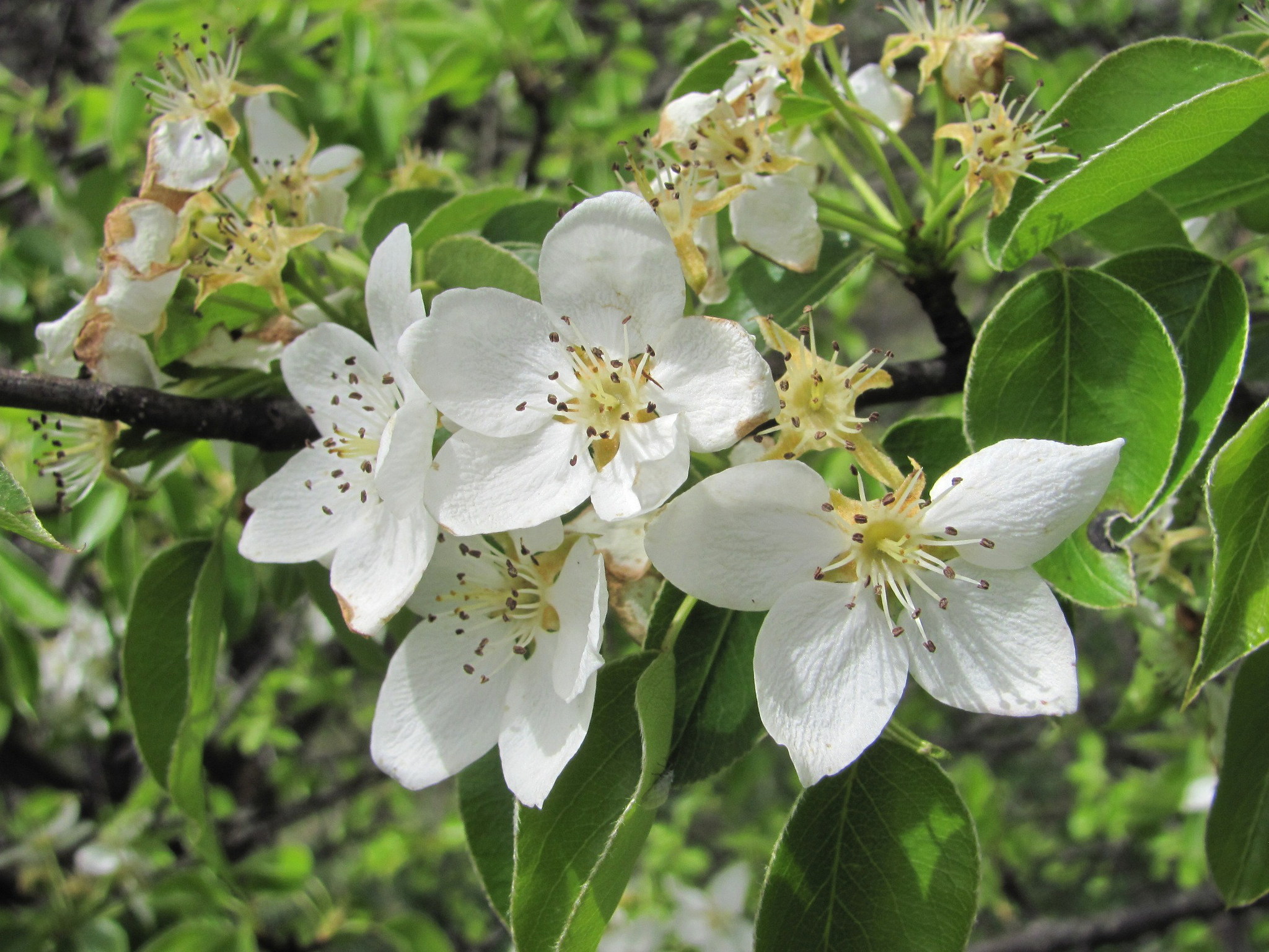 Pyrus communis subsp. caucasica (Fed.) Browicz