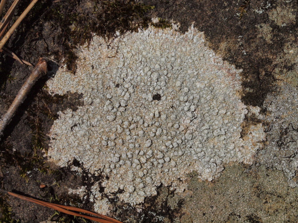 Rock Wart Lichen (Lichens of the U.S.A pt. 2) · iNaturalist