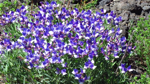 Lathyrus multiceps · iNaturalist