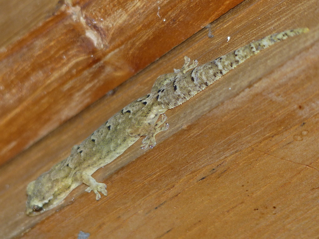 Mourning Gecko (Amphibians and reptiles of the Chagos Archipelago ...