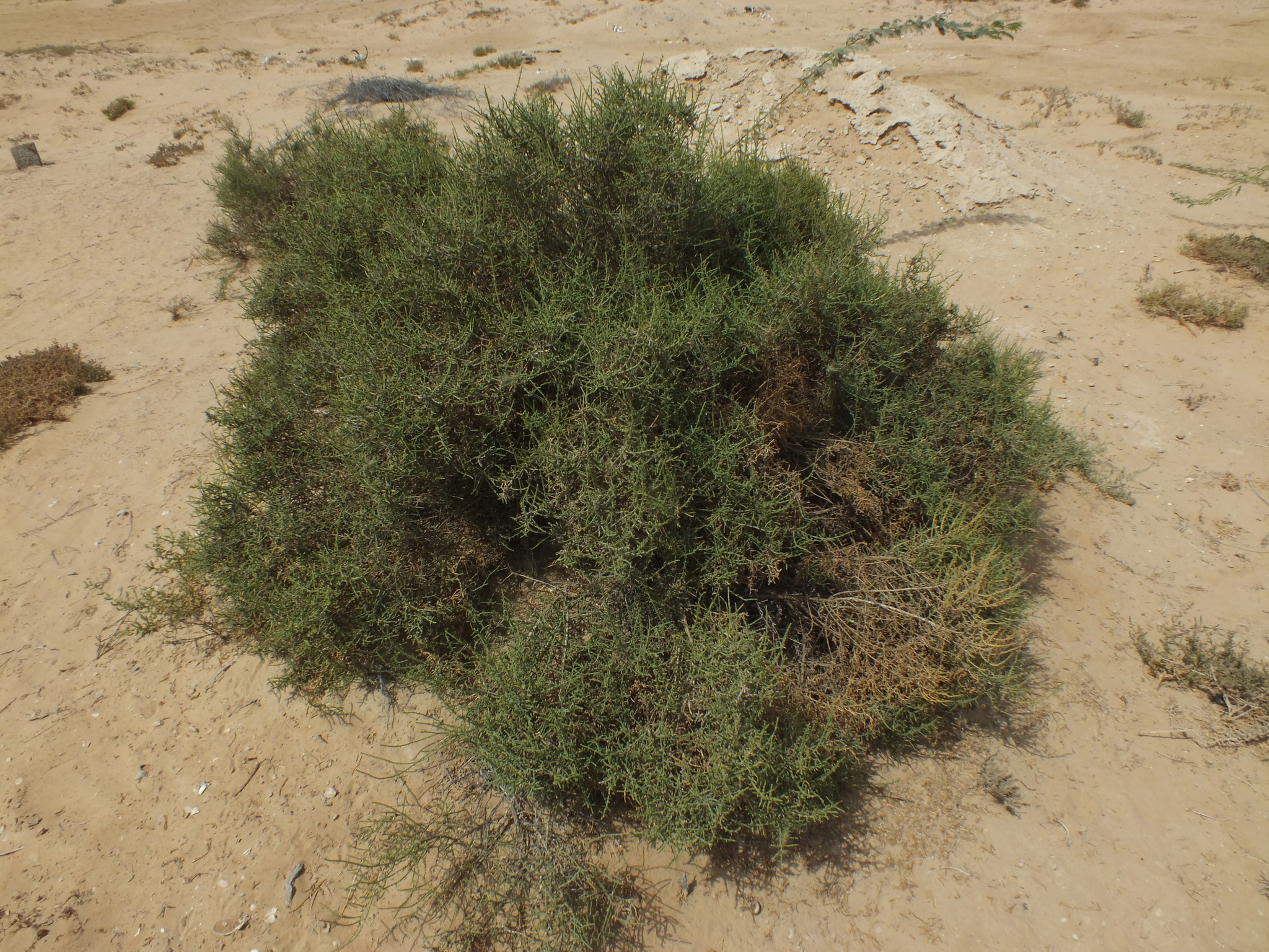 Caroxylon imbricatum (Forssk.) Akhani & Roalson