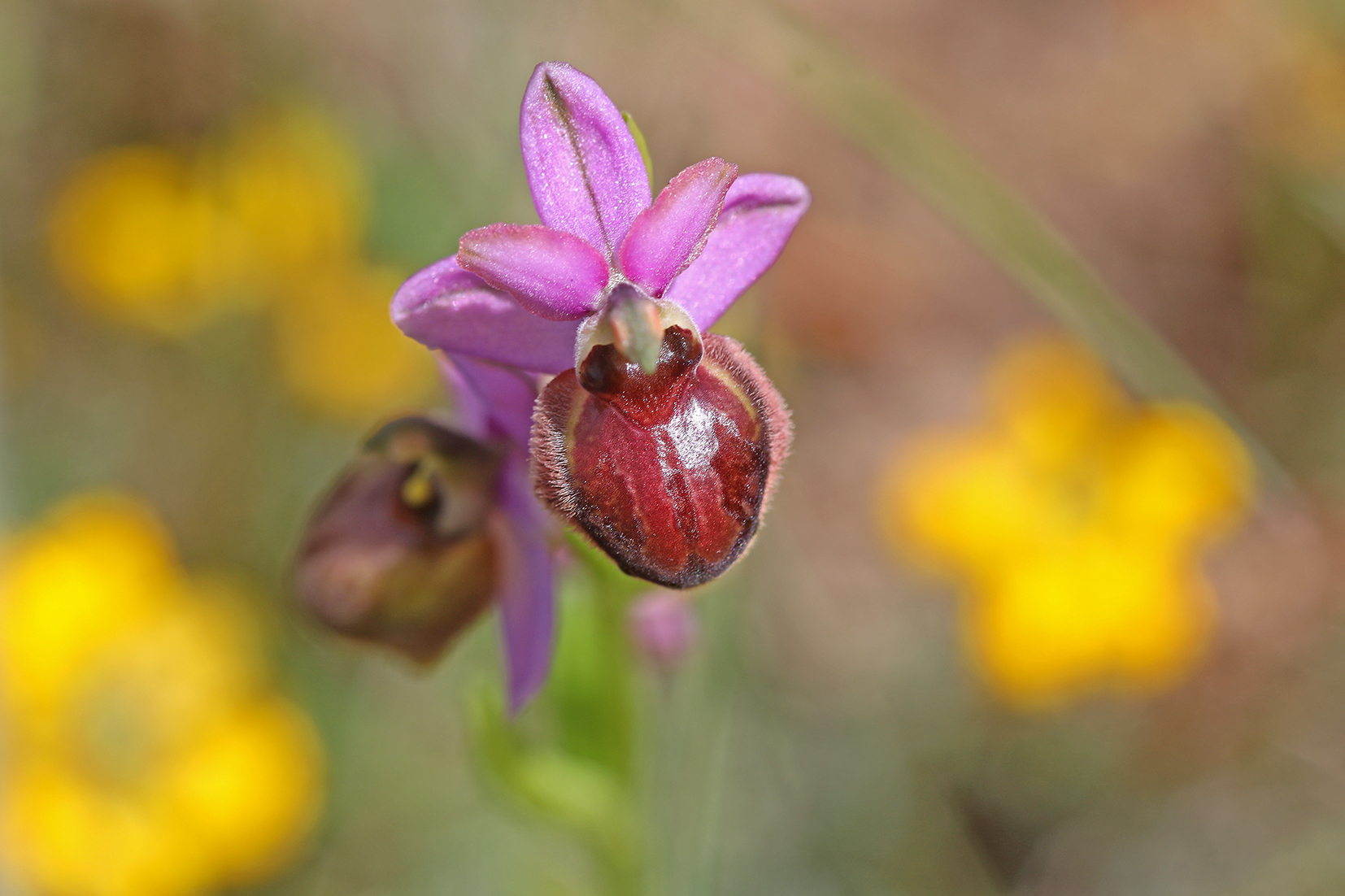 Ophrys sphegodes subsp. aveyronensis J.J.Wood