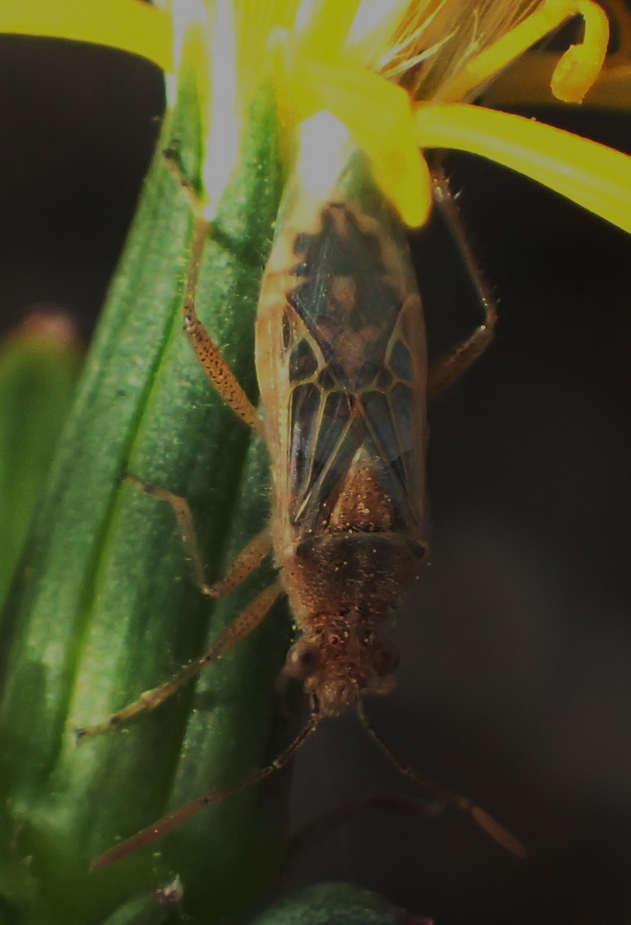 Hyaline Grass Bug from Darlington Dam, Western District, South Africa ...