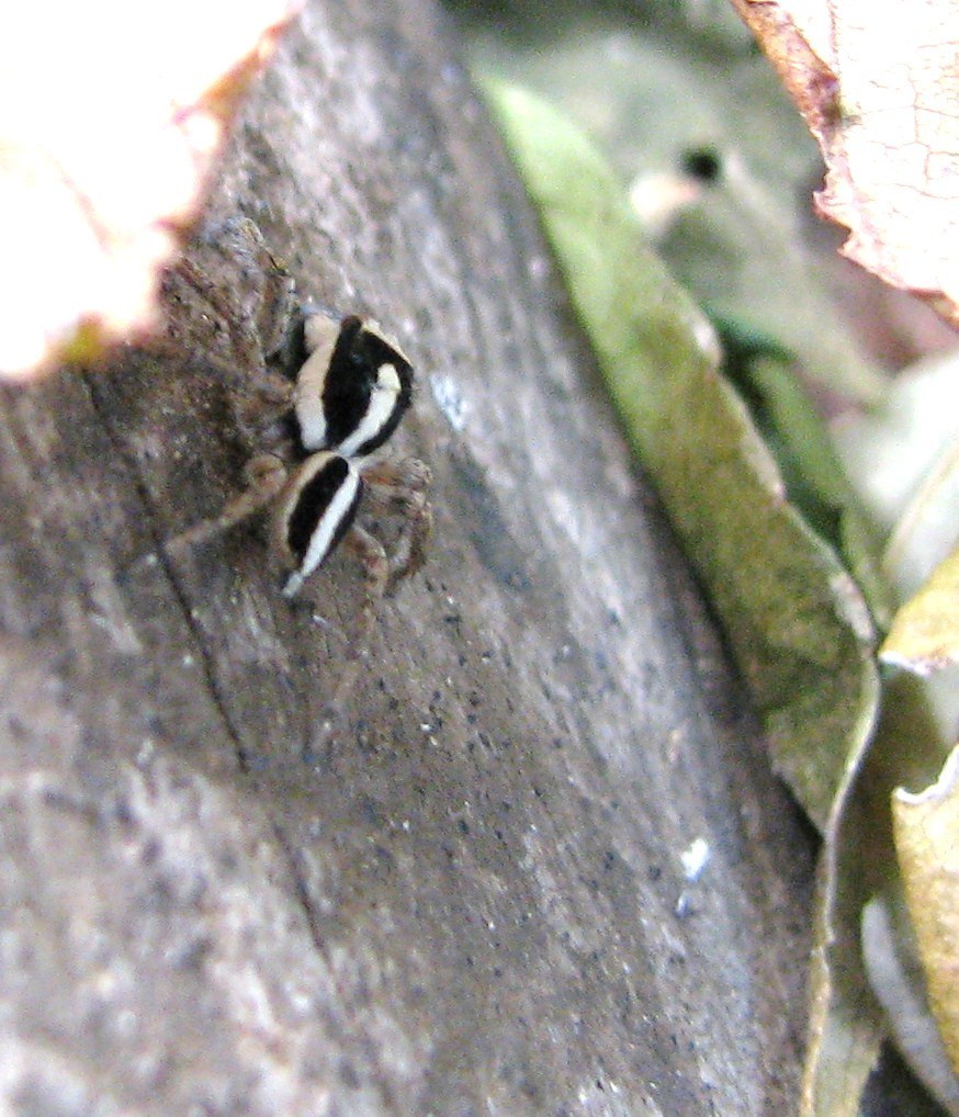 Leptofreya ambigua from Nicaragua on January 04, 2010 at 02:40 PM by ...