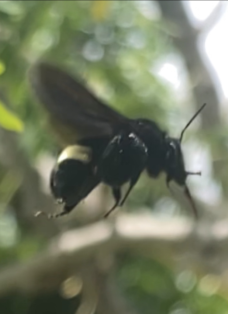 Bombus mexicanus Cresson, 1879