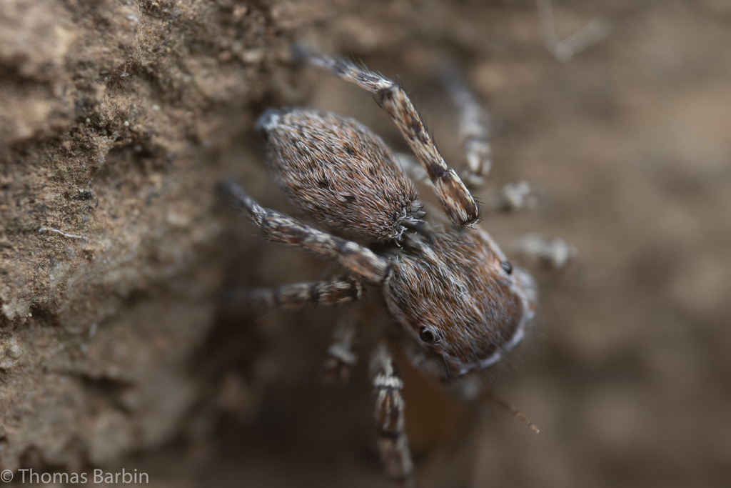 Attinella dorsata from Okanagan-Similkameen, BC, Canada on June 6, 2021 ...