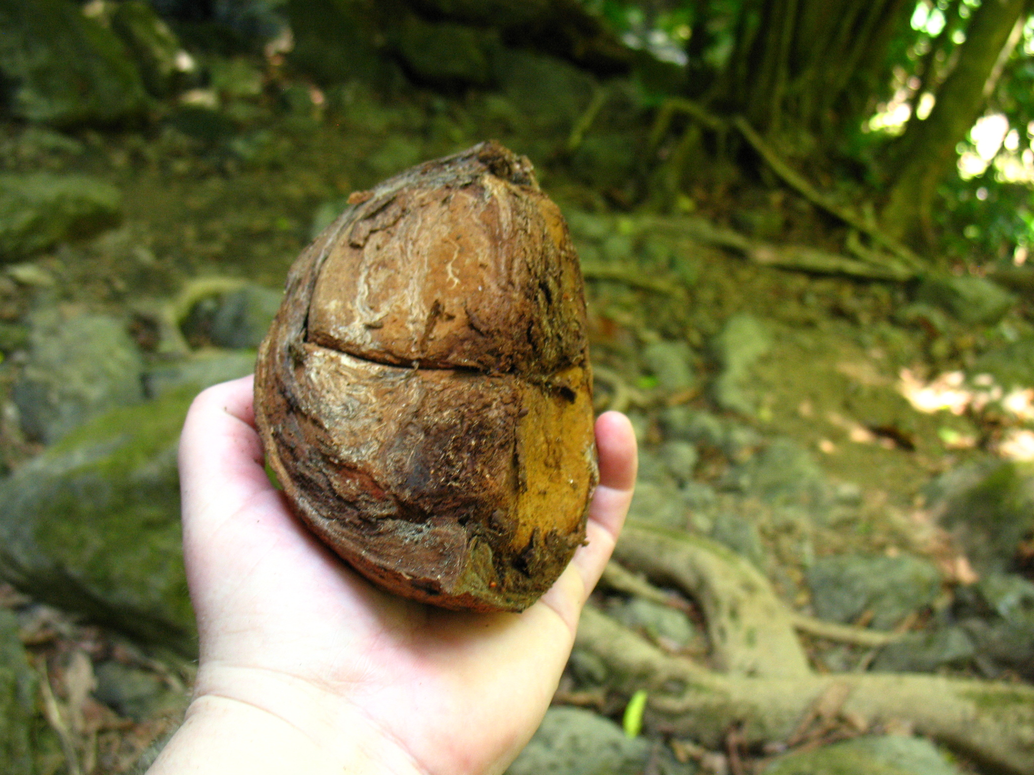 Carapa guianensis Aubl.