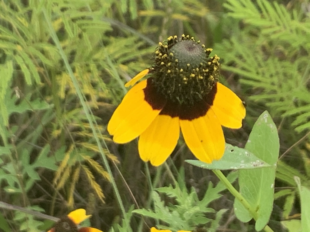clasping coneflower from Thompson Rd, Troy, TX, US on June 6, 2021 at ...