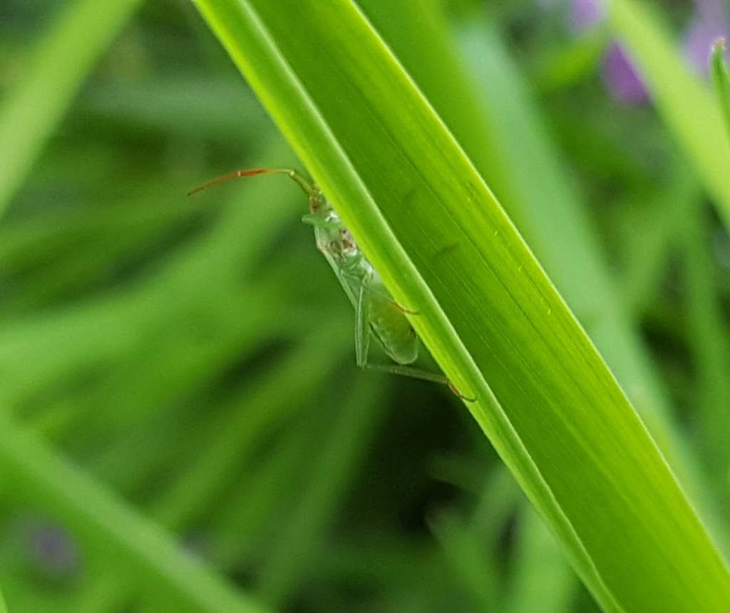 Stenodemini from Stourbridge DY8, UK on June 06, 2021 at 06:43 PM by R ...