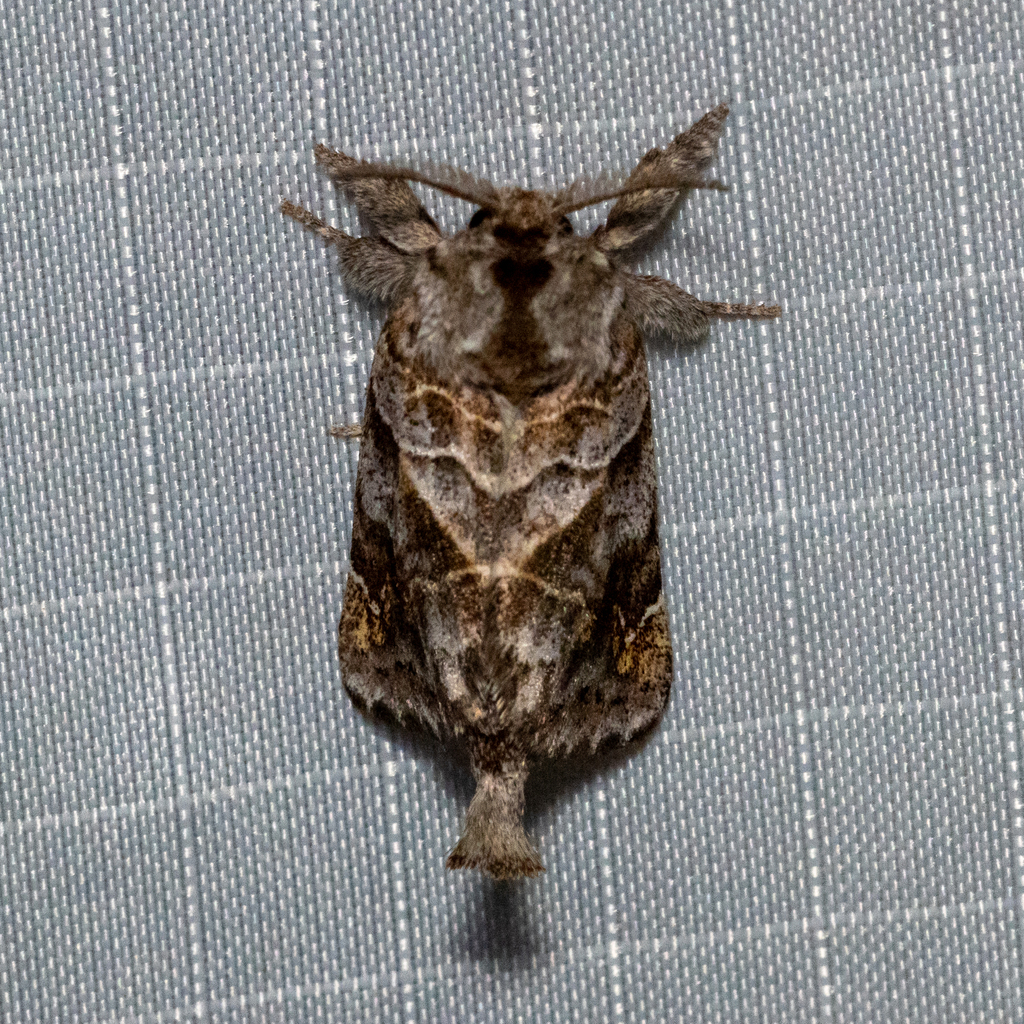 Striped Chocolate-tip Moth from Presque Isle County, MI, USA on June 04 ...