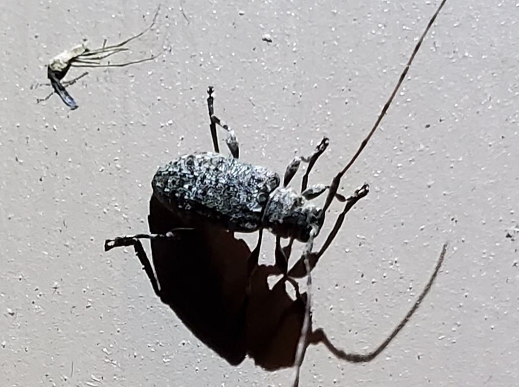 Sternidius from Tallassee, AL 36078, USA on June 05, 2021 at 10:03 PM ...