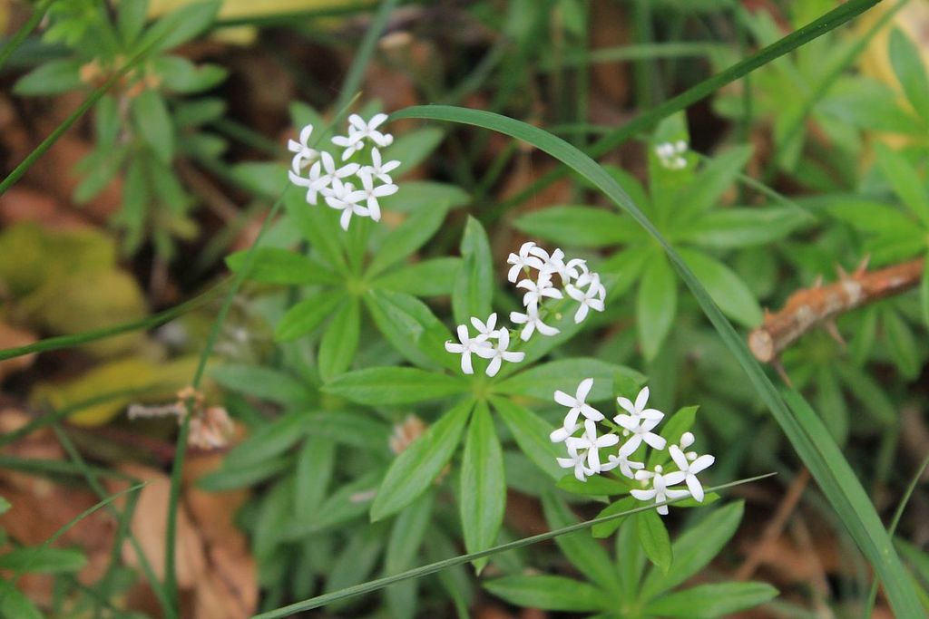 Sweet Woodruff from Selsley Common, Gloucestershire, UK on June 04 ...