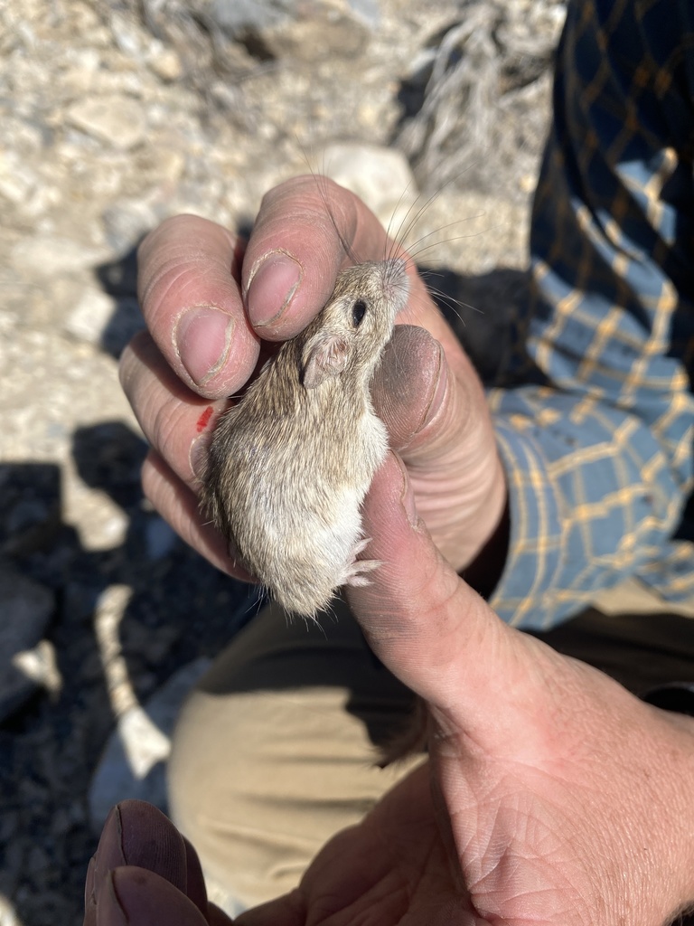 Great Basin Pocket Mouse from Hiko, NV, US on June 6, 2021 at 08:34 AM ...