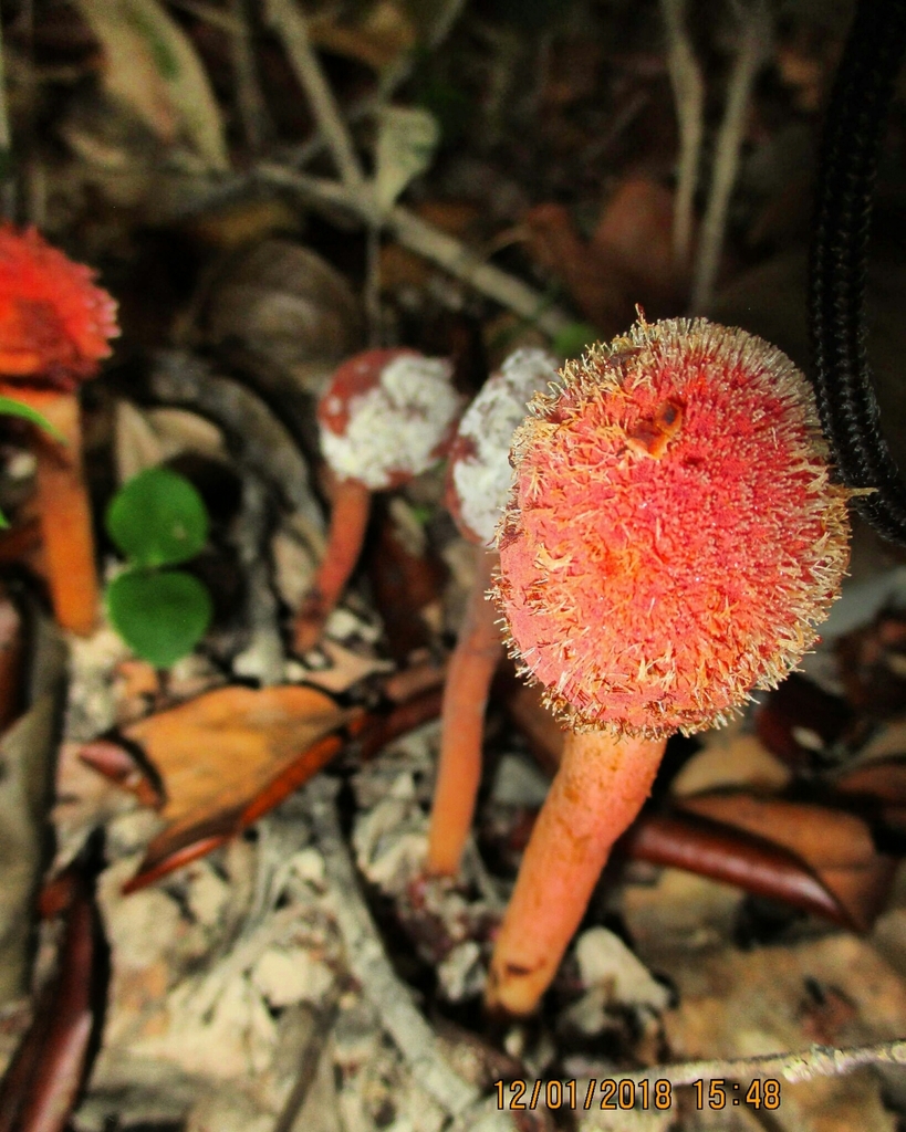 (Helosis) - Botanical Realm