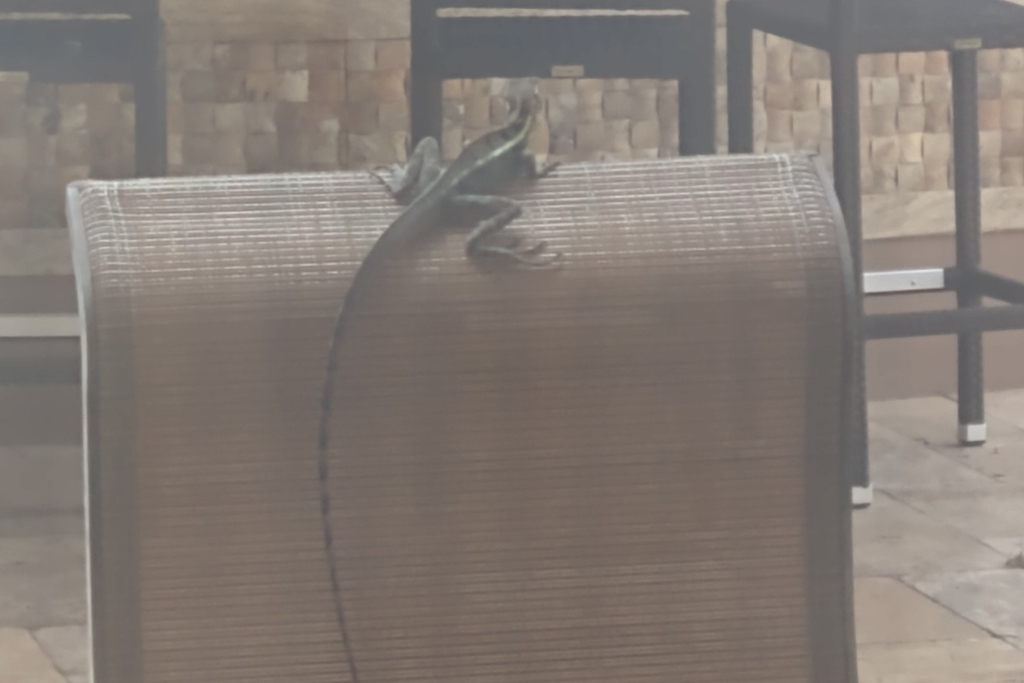 Brown Basilisk from Florida on June 2, 2021 at 12:02 PM by airalily ...