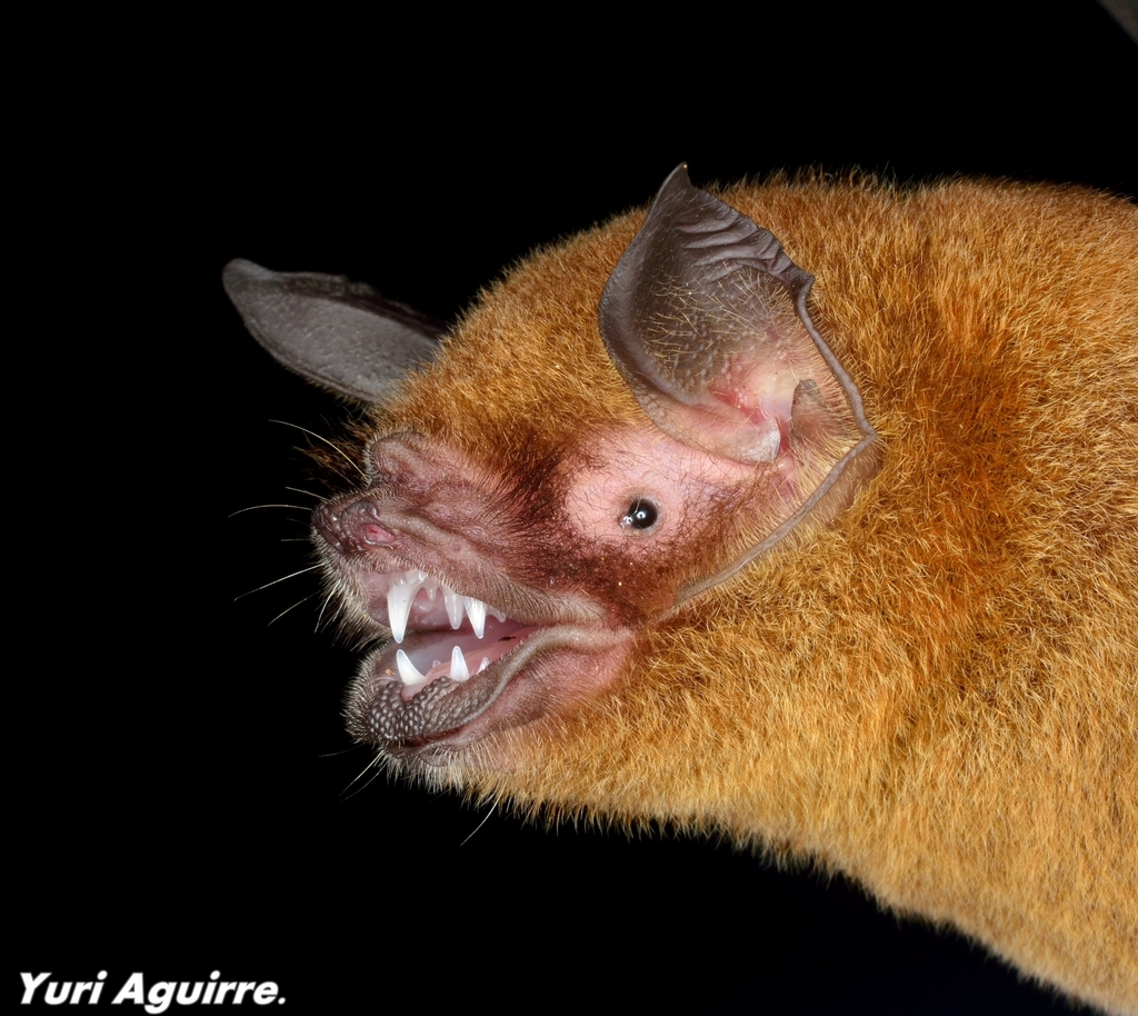 Ghost-faced and Moustached Bats (Mormoopidae) - Know Your Mammals