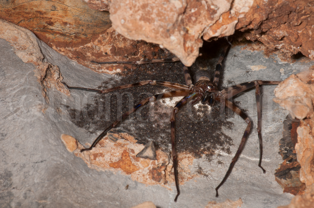 Largest Spider Huntsman