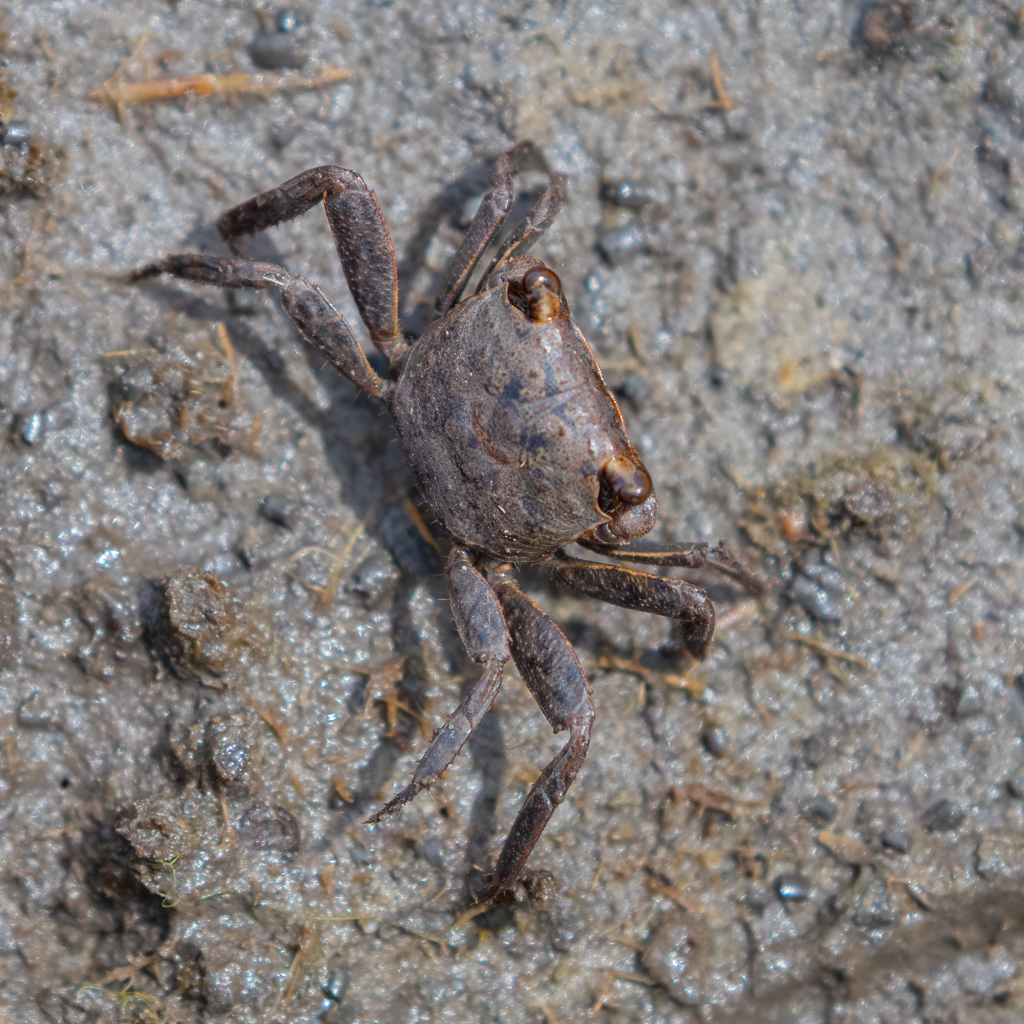 Squareback Marsh Crab from St. Johns, Florida, United States on June 06 ...